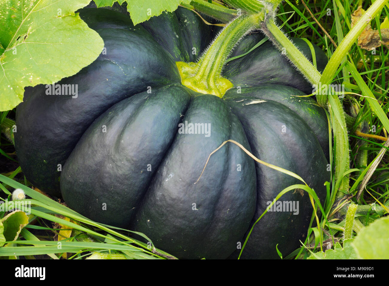 The ribbed gourd is hiding in the bushes Stock Photo - Alamy
