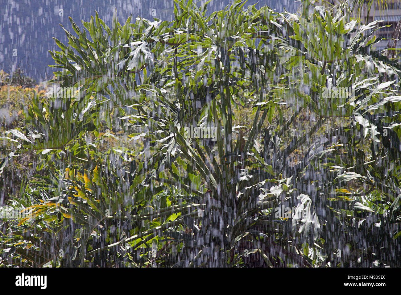 Wet Palm Trees in Venezuela Stock Photo - Alamy