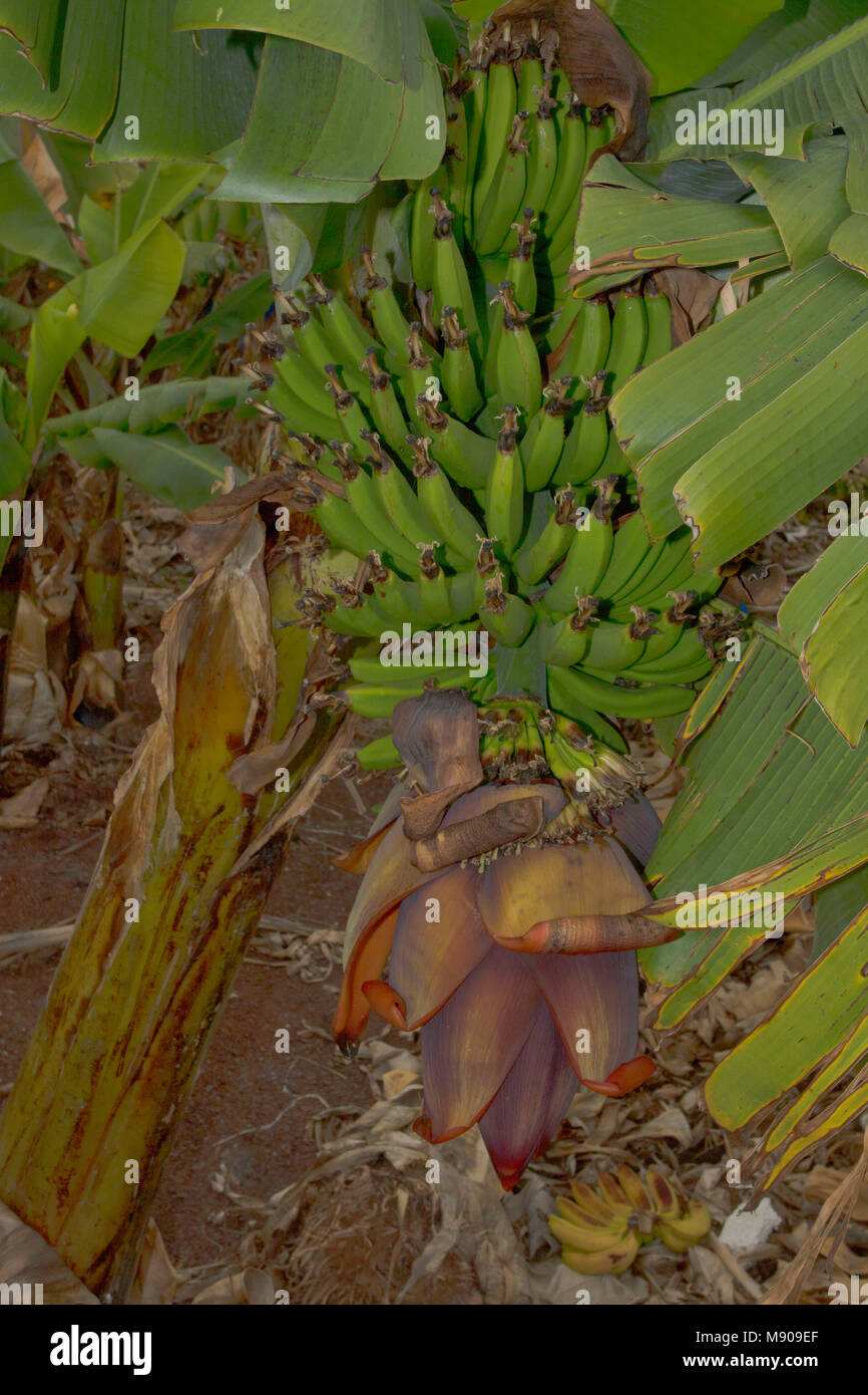 Green bananas and banana flowers on the tree being grown commercially ...