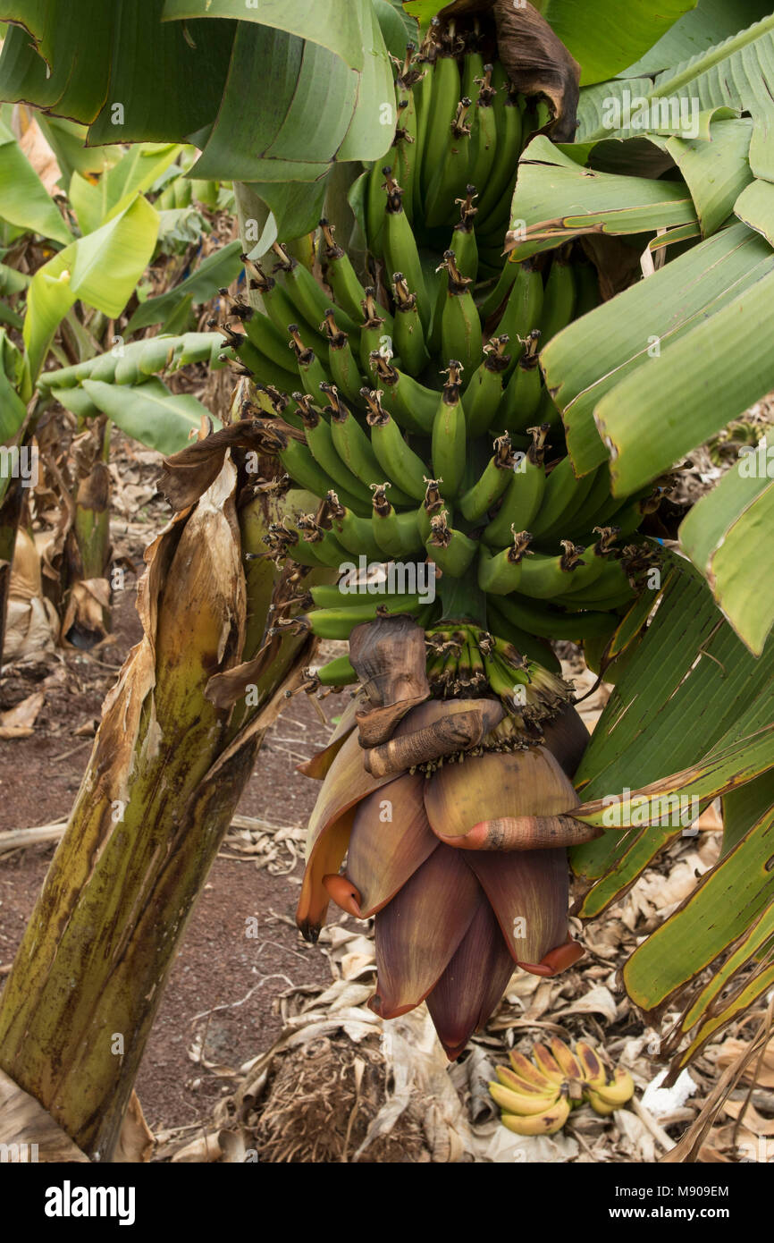 Green bananas and banana flowers on the tree being grown commercially ...