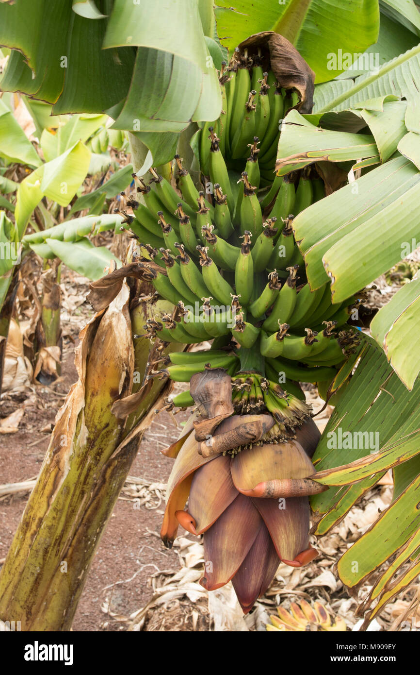 Green bananas and banana flowers on the tree being grown commercially ...