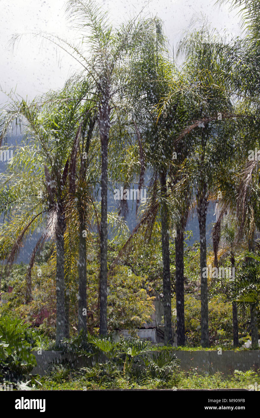 Wet Palm Trees in Venezuela Stock Photo - Alamy