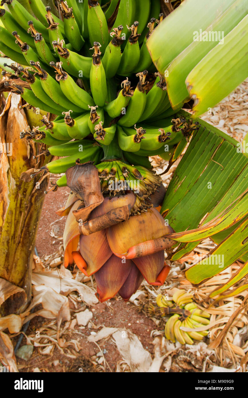 Green bananas and banana flowers on the tree being grown commercially ...