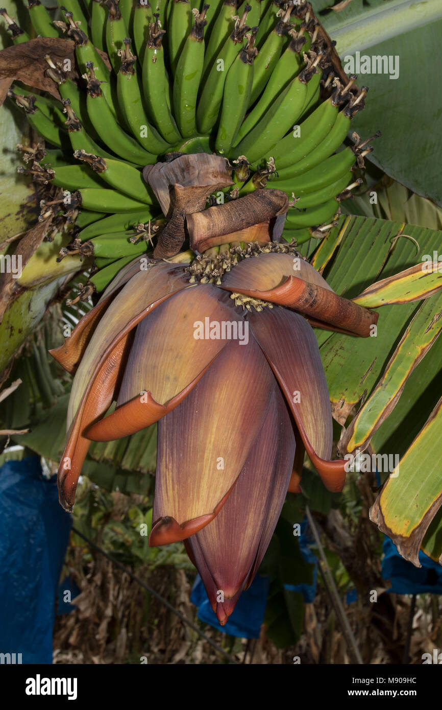 Green bananas and banana flowers on the tree being grown commercially ...