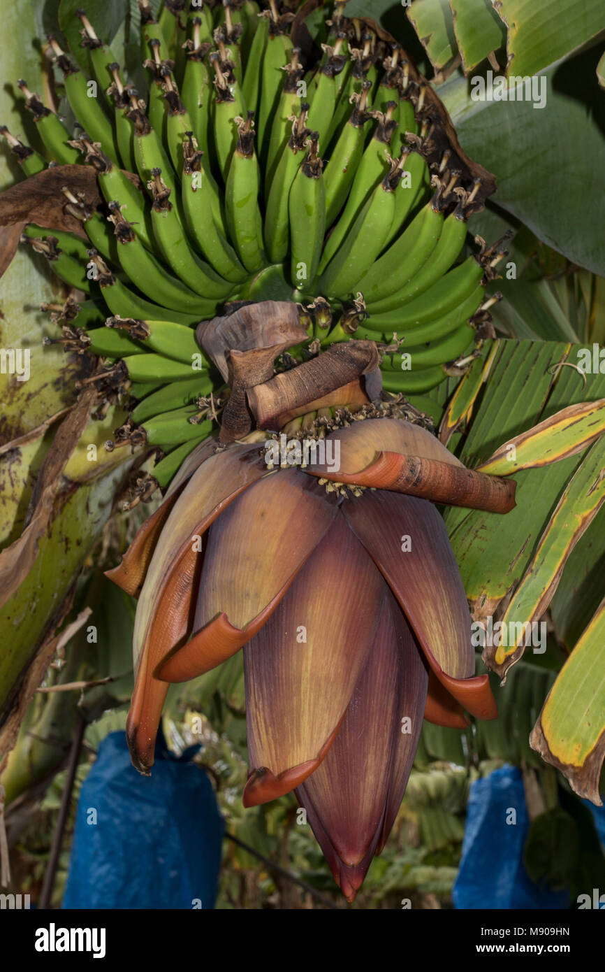 Green bananas and banana flowers on the tree being grown commercially ...