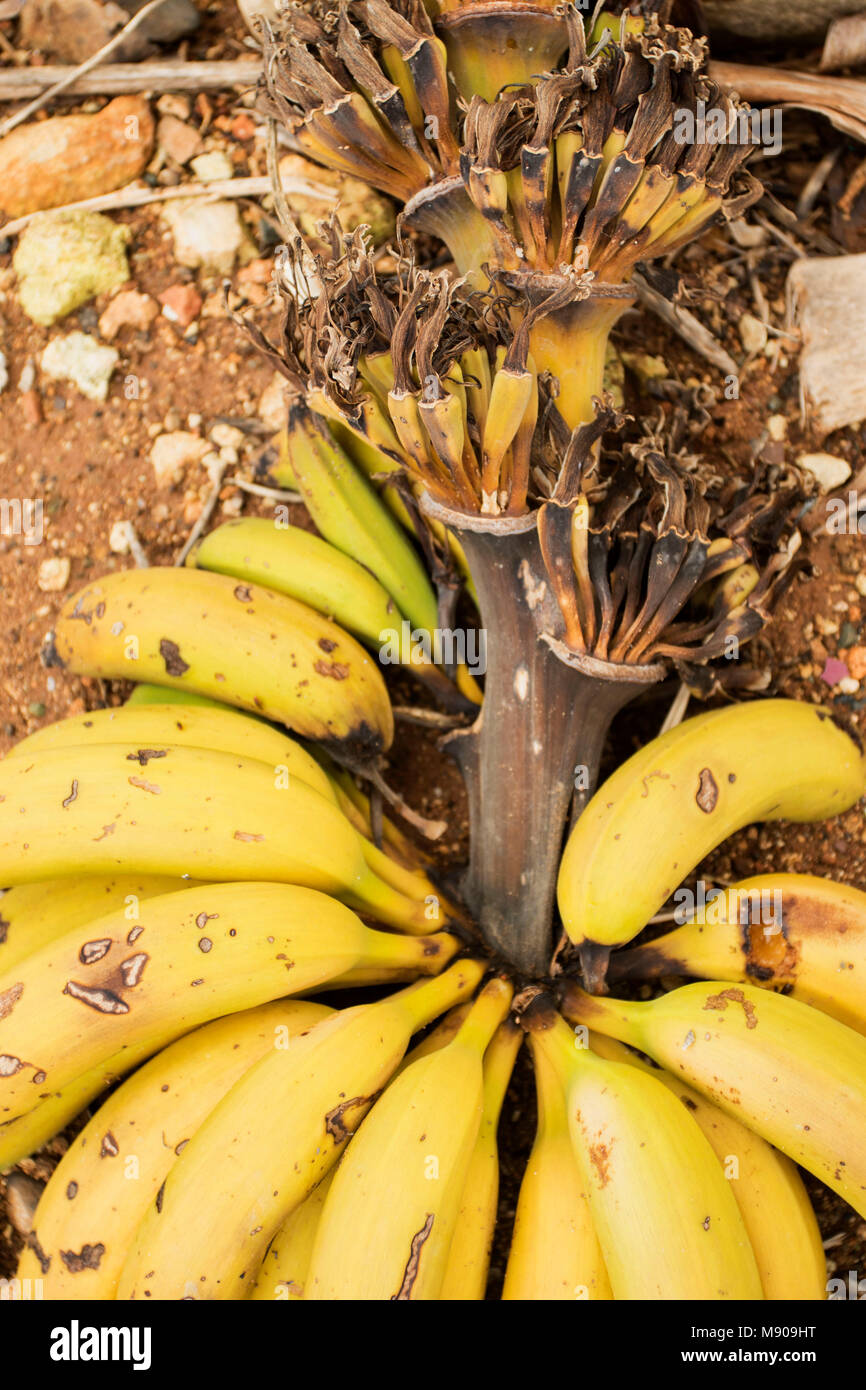 Hand of ripe banana on ground, Paphos, Cyprus, Mediterranean Stock ...