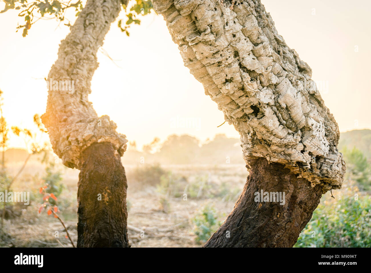 Cork tree hi-res stock photography and images - Alamy