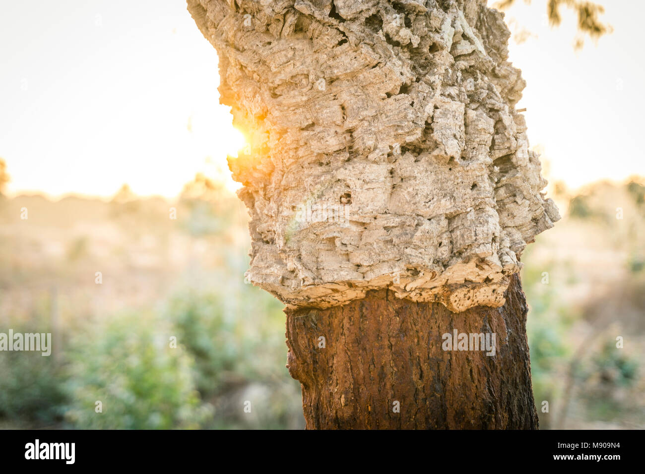 Cork layer of bark hi-res stock photography and images - Alamy