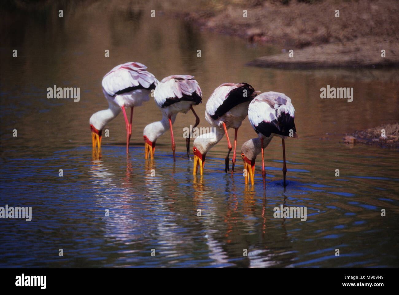 Yellow-billed stork fishing at Hiena Dam, Masai Mara Game Reserve ...