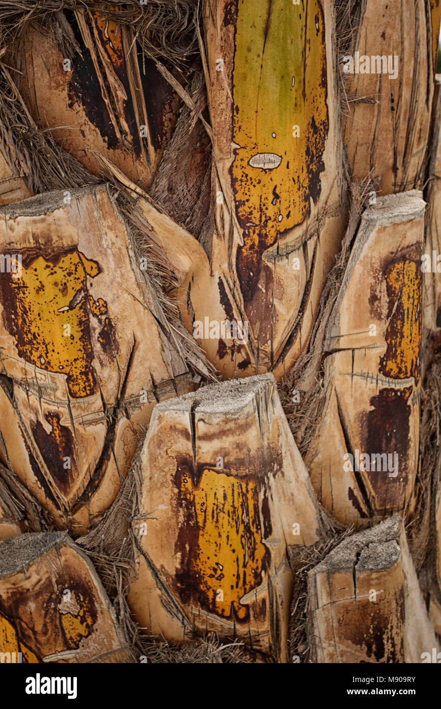 Colourful tree patterns abstract, Paphos, Cyprus, Mediterranean Stock ...