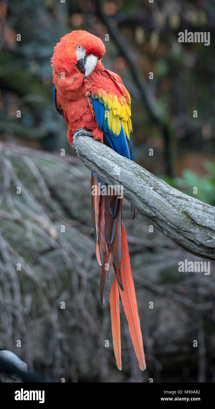 The red-and-green macaw (Ara chloropterus), also known as the green ...