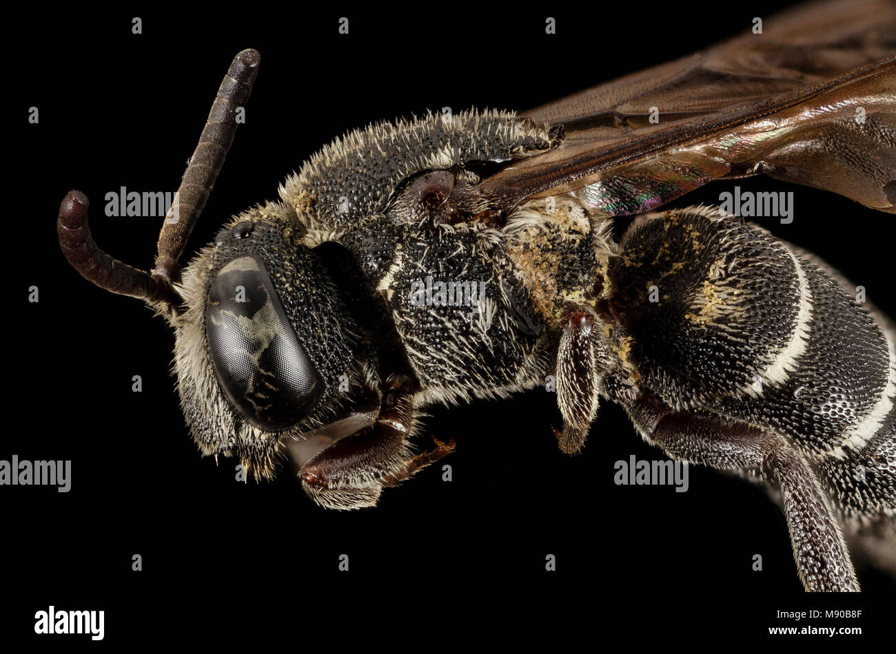 Aglaoapis tridentata hi-res stock photography and images - Alamy