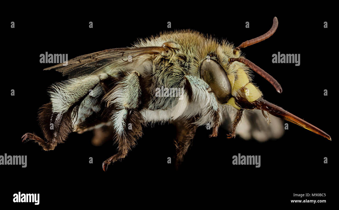 Amegilla High Resolution Stock Photography and Images - Alamy