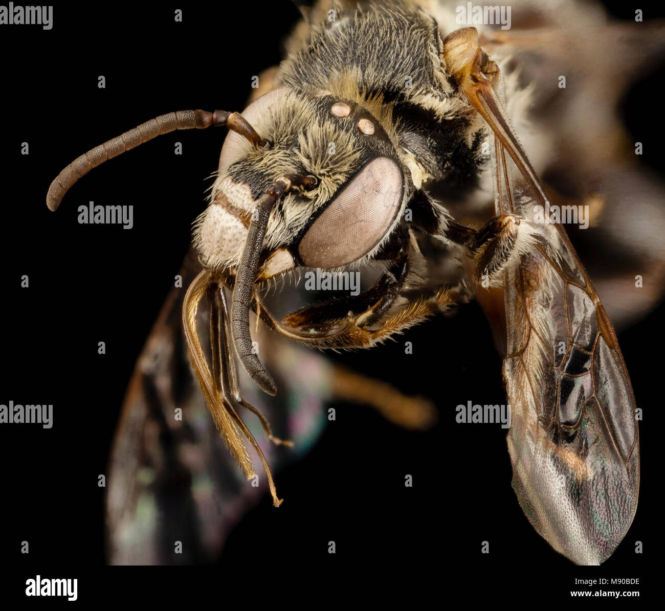 Bee. Ancyloscelis apiformis, m, paraguay, face Stock Photo - Alamy