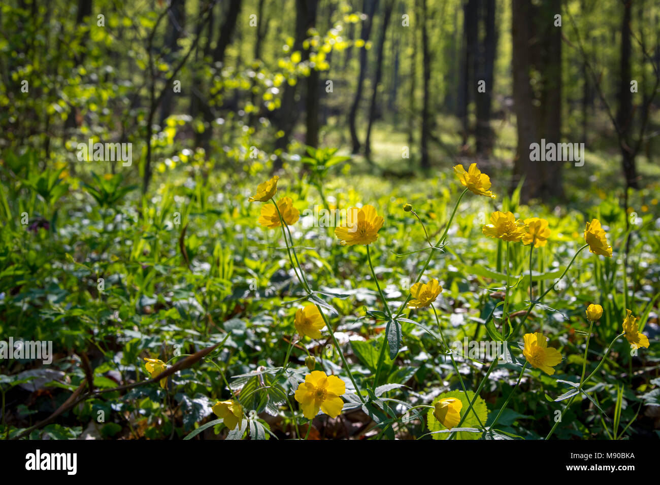 Yellow flowers during springtime in green forest in Slovak Karst ...