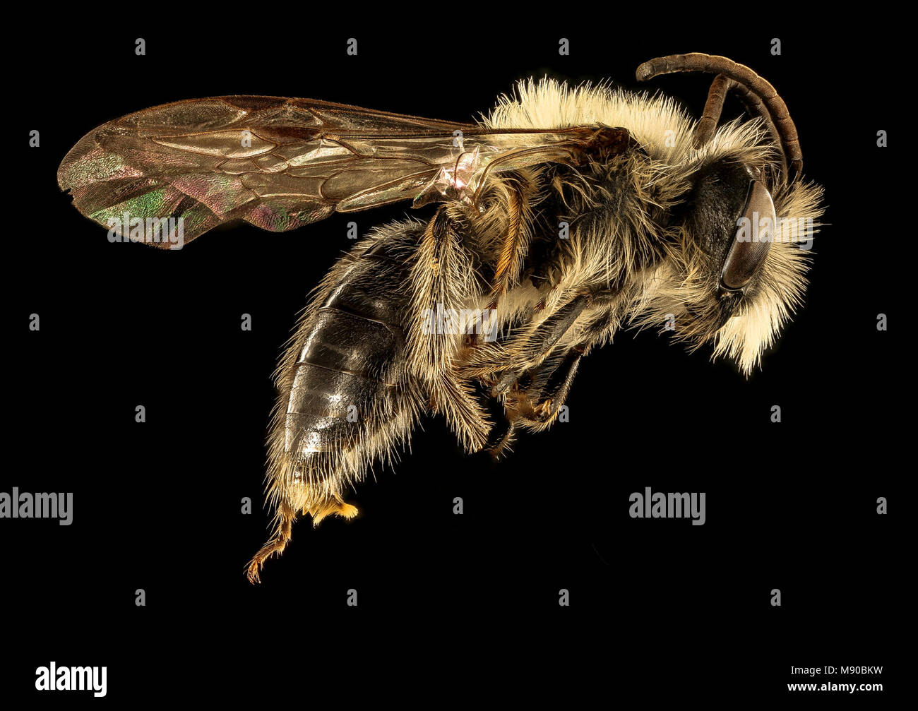 Binomial Andrena Taxonomy High Resolution Stock Photography and Images ...