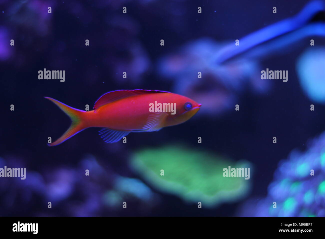 Anthias Fish High Resolution Stock Photography and Images - Alamy