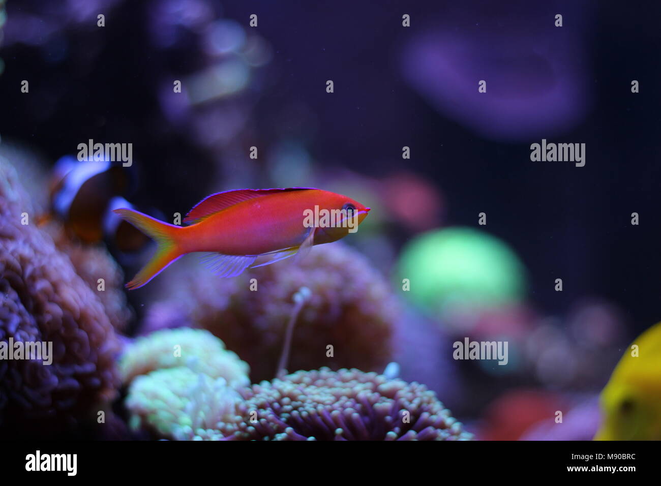 Anthias fish hi-res stock photography and images - Alamy