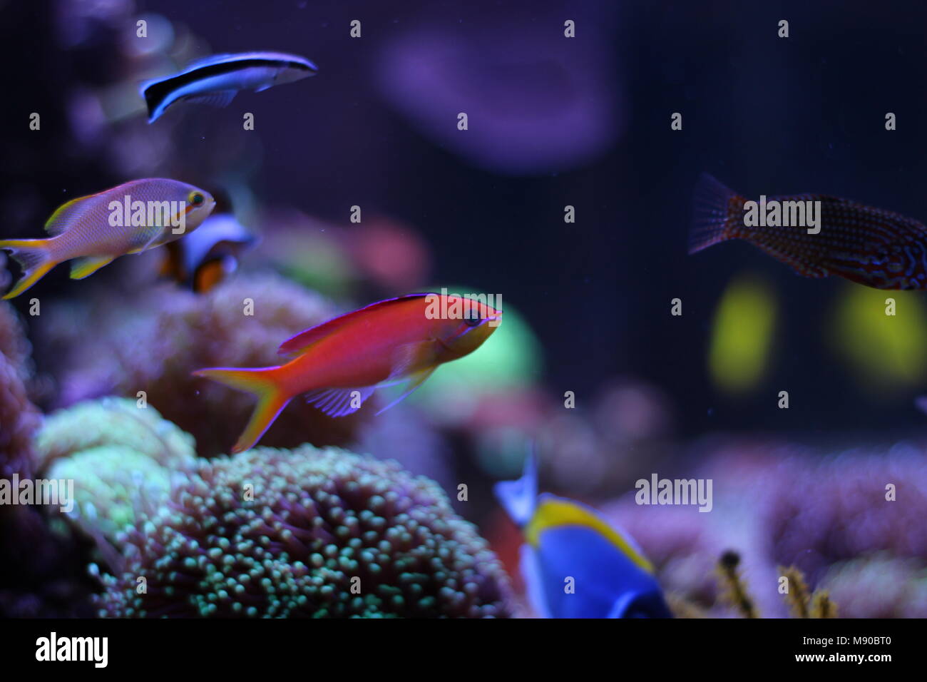 Anthias fish in reef tank Stock Photo - Alamy