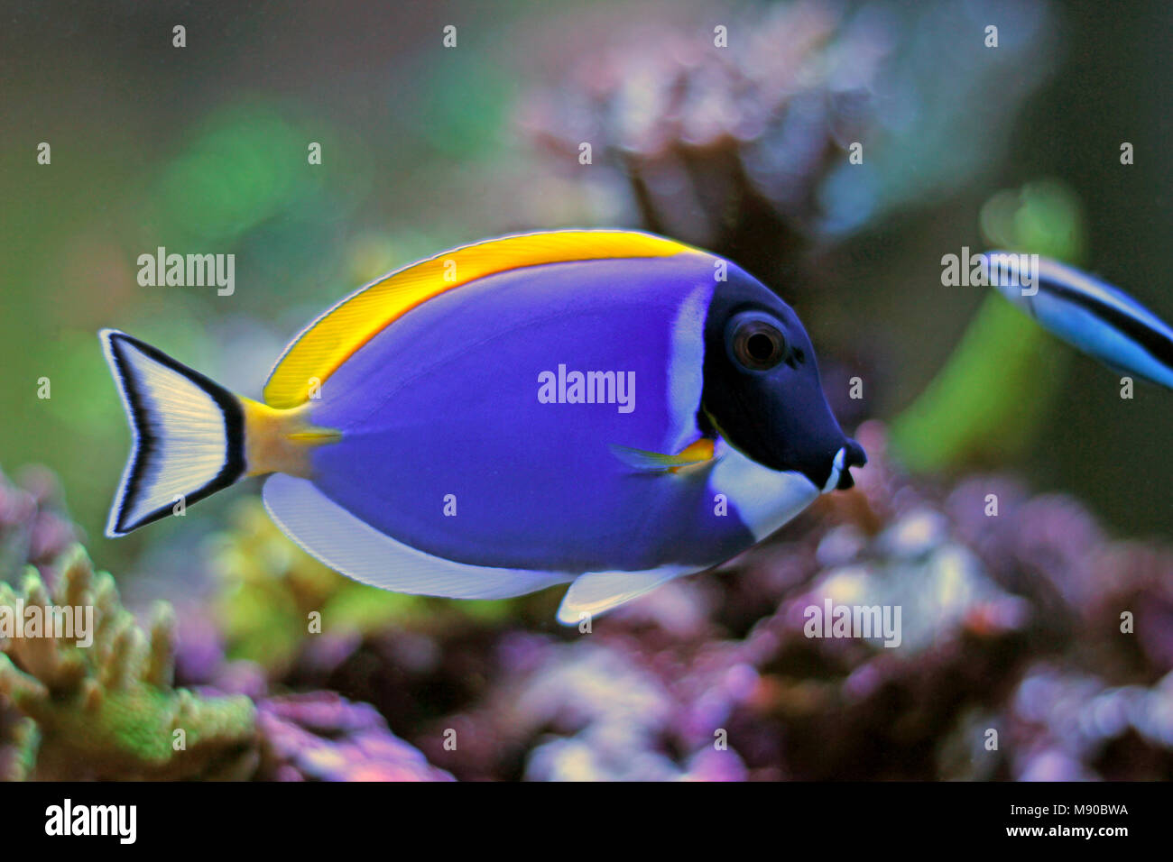 Powder Blue Tang (Acanthurus leucosternon Stock Photo - Alamy