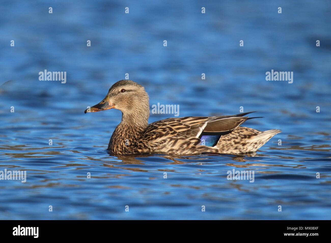 Female mallard duck with purple feathers hi-res stock photography and ...