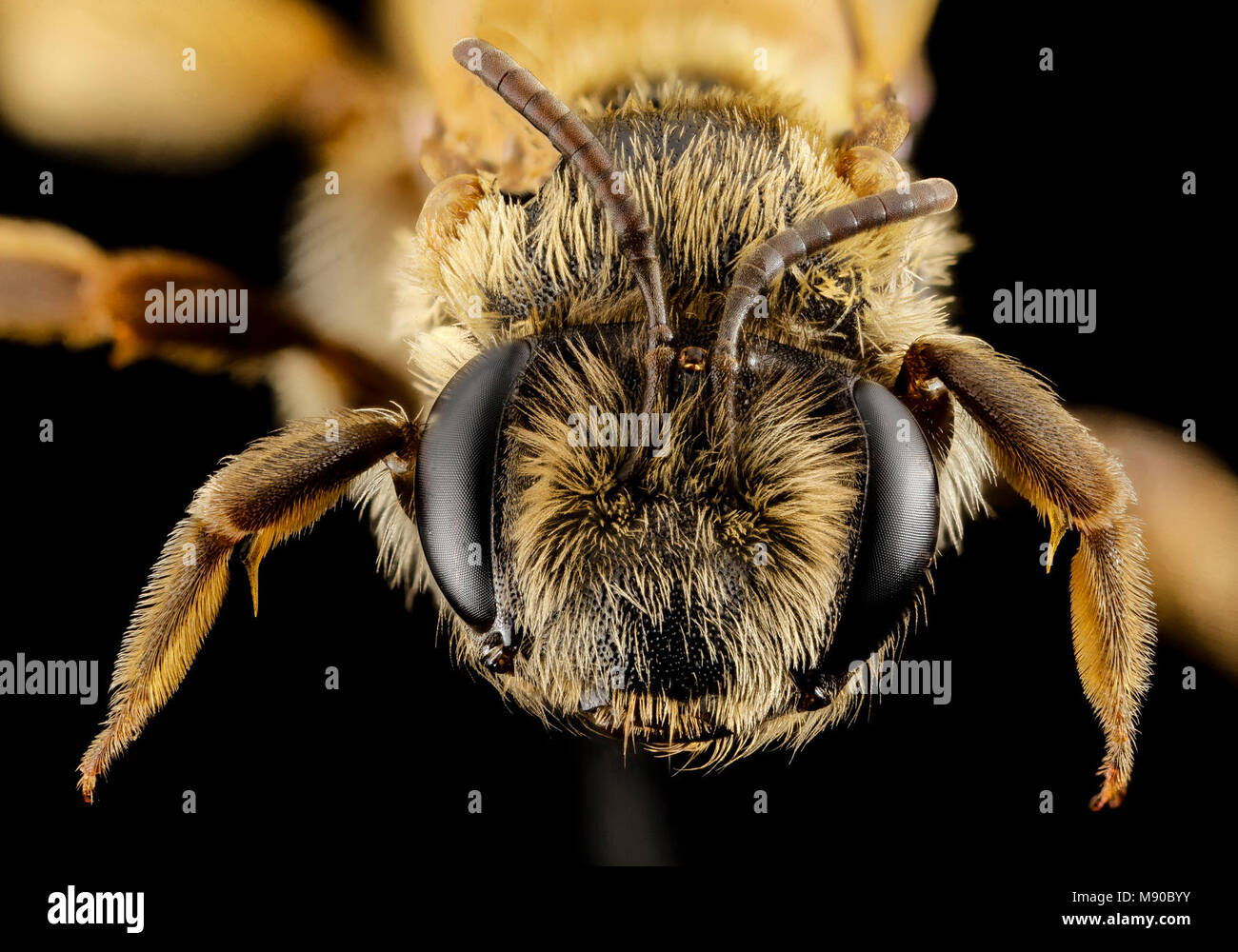 Andrena israel, f, israel, face Stock Photo - Alamy