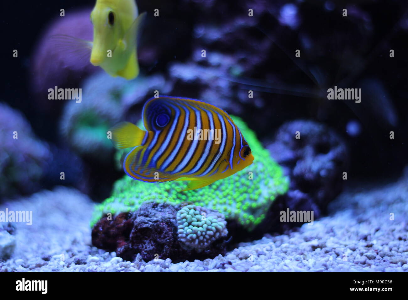 Regal Angelfish (Pygoplites diacanthus Stock Photo - Alamy