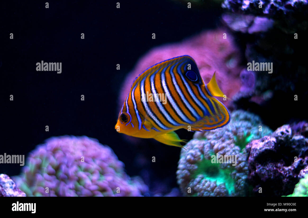 Regal angelfish pygoplites diacanthus swimming hi-res stock photography ...