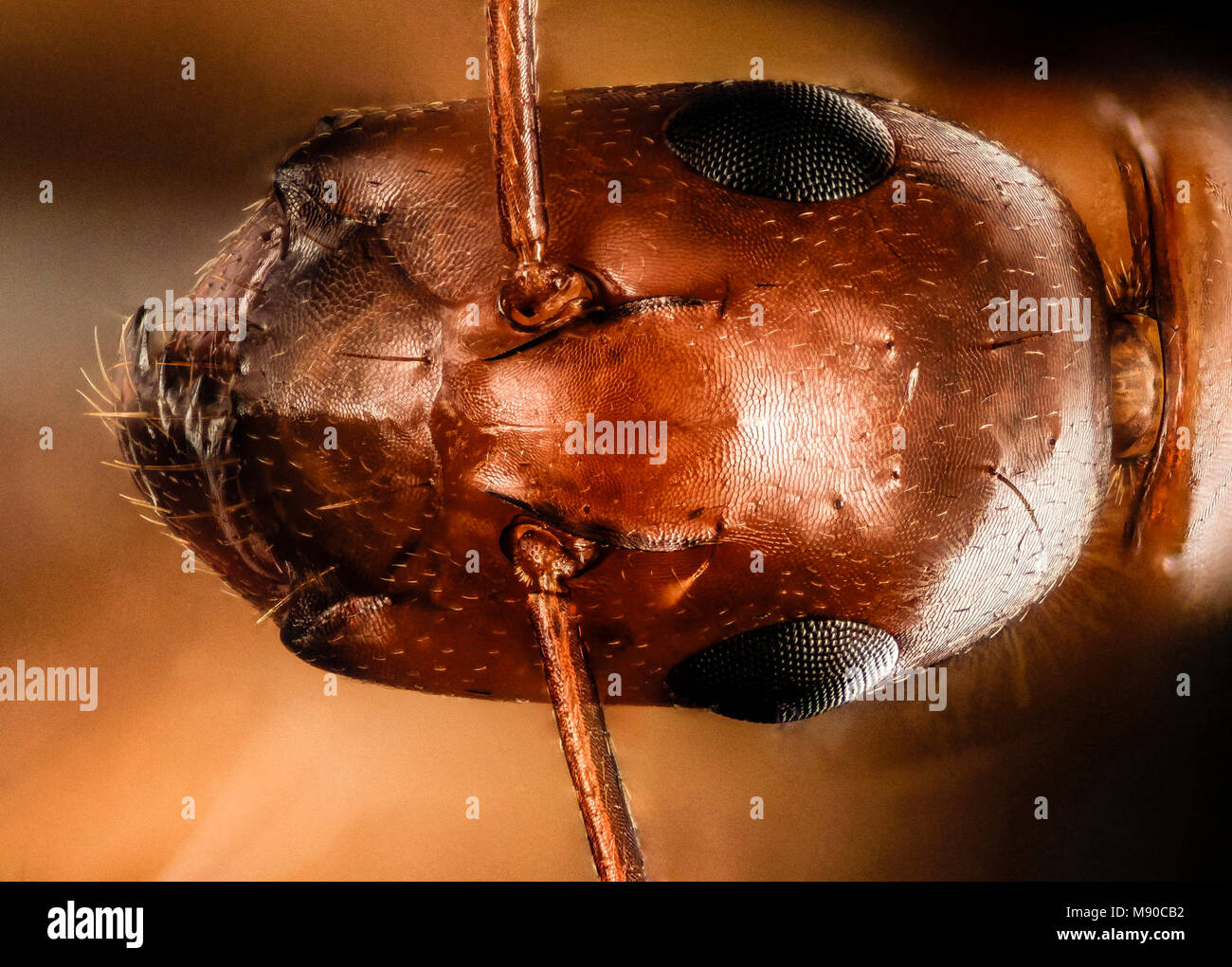 ant, dod, pomonkey Stock Photo - Alamy