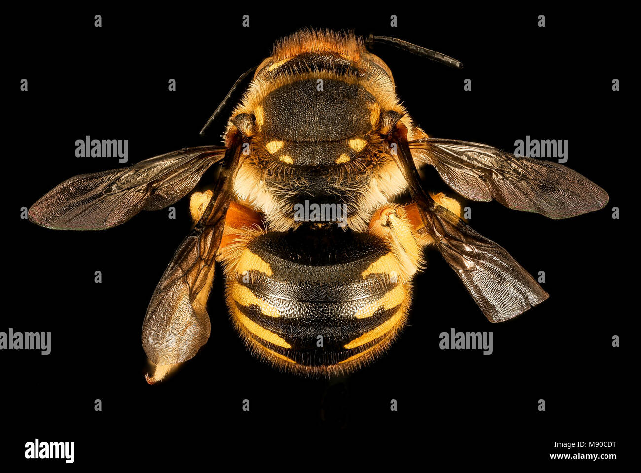 Anthidium manicatum, F, back, MA, Middlesex Co Stock Photo - Alamy