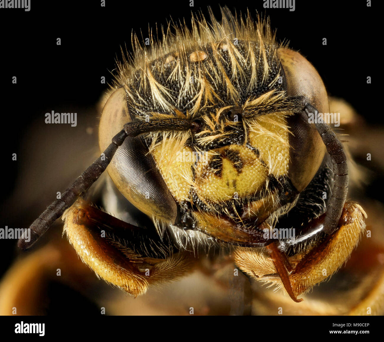 Bee. Anthidium oblongatum, Gynandromorph, Face, PA, Adams County Stock ...