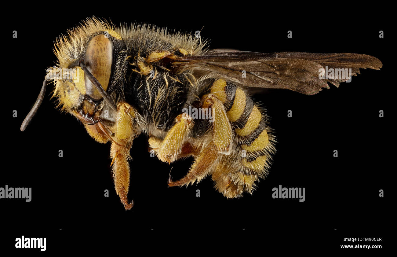 Bee. Anthidium oblongatum, Gynandromorph, Side, PA, Adams County Stock ...