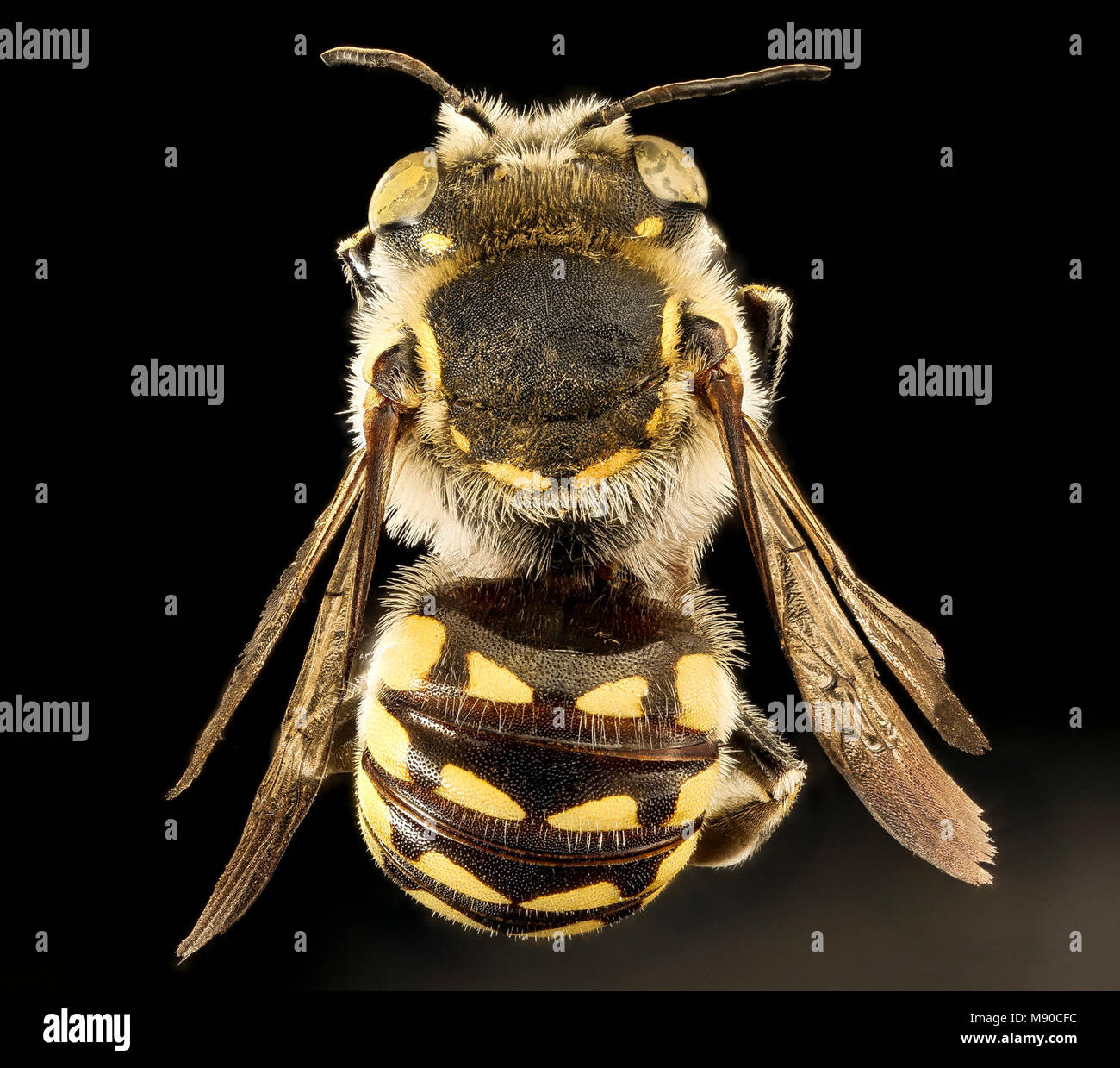 Hidalgo hi res hi-res stock photography and images - Alamy