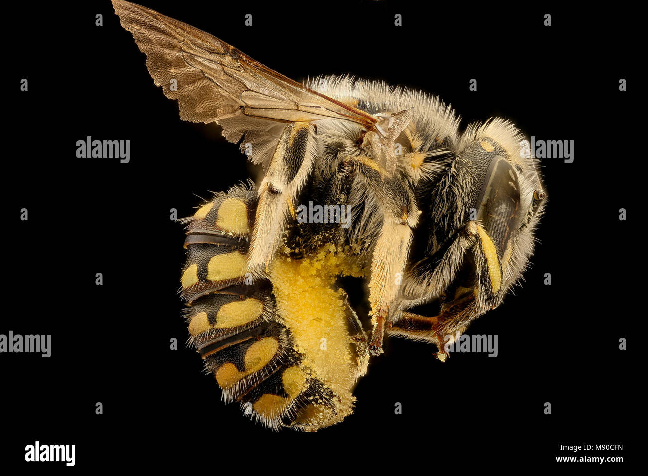 Anthidium porterae, right, Hidalgo Co, MD Stock Photo - Alamy
