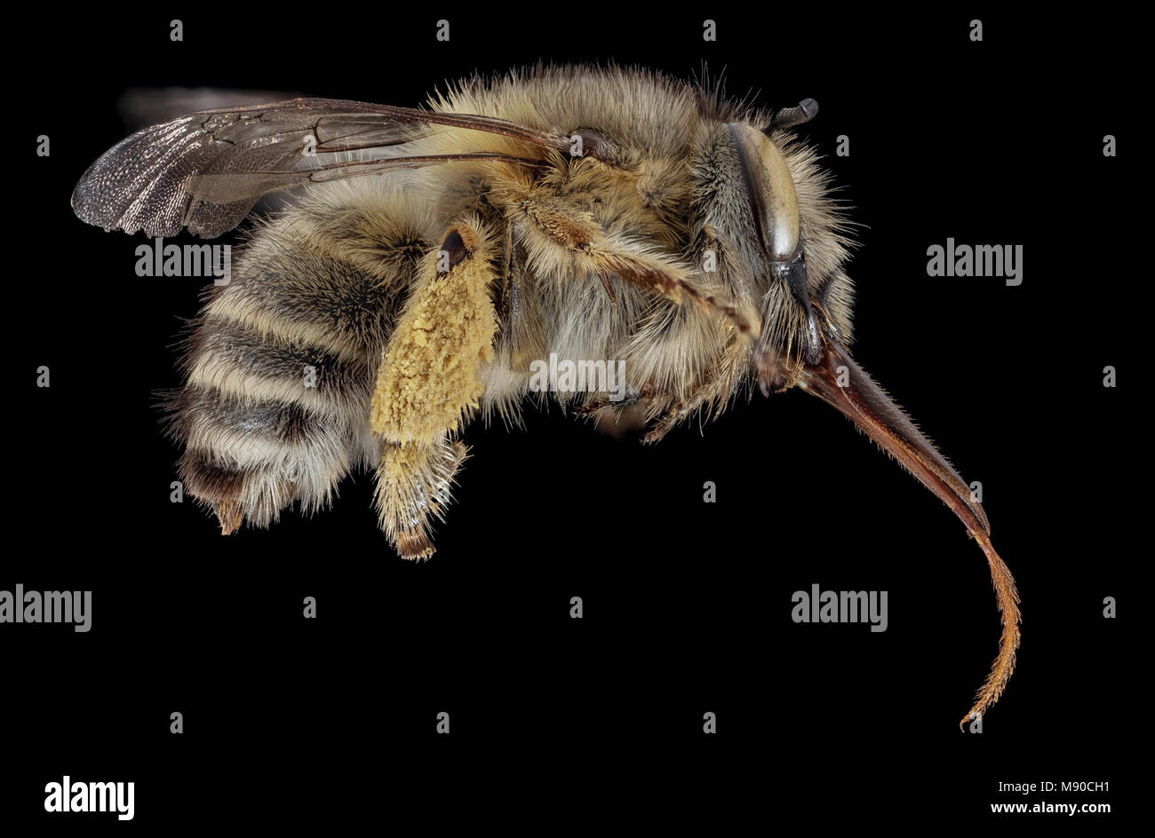 Anthophora crinipes, F, Side, Greece, Aegean Islands Stock Photo - Alamy