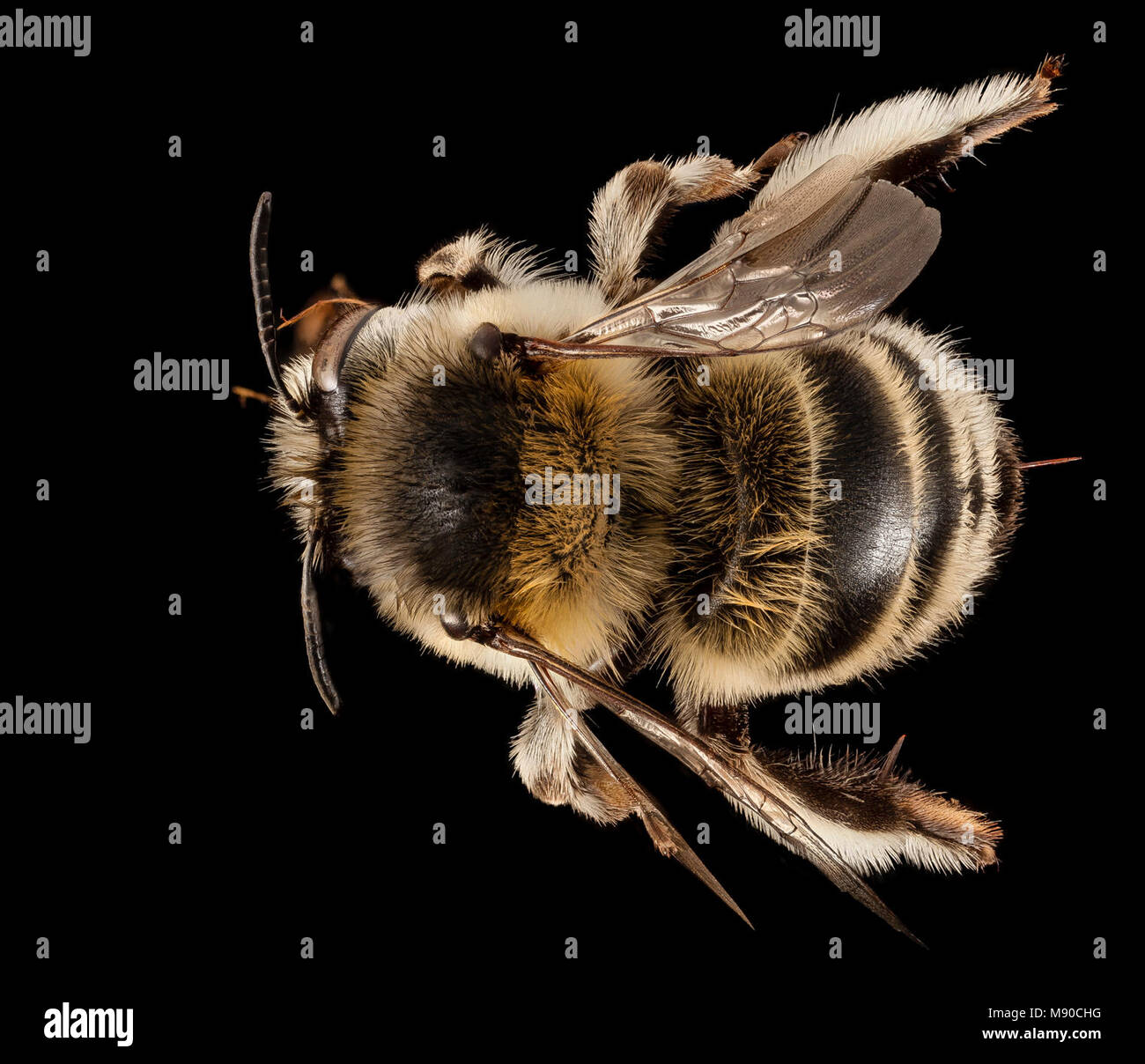 Anthophra dalmatica hi-res stock photography and images - Alamy