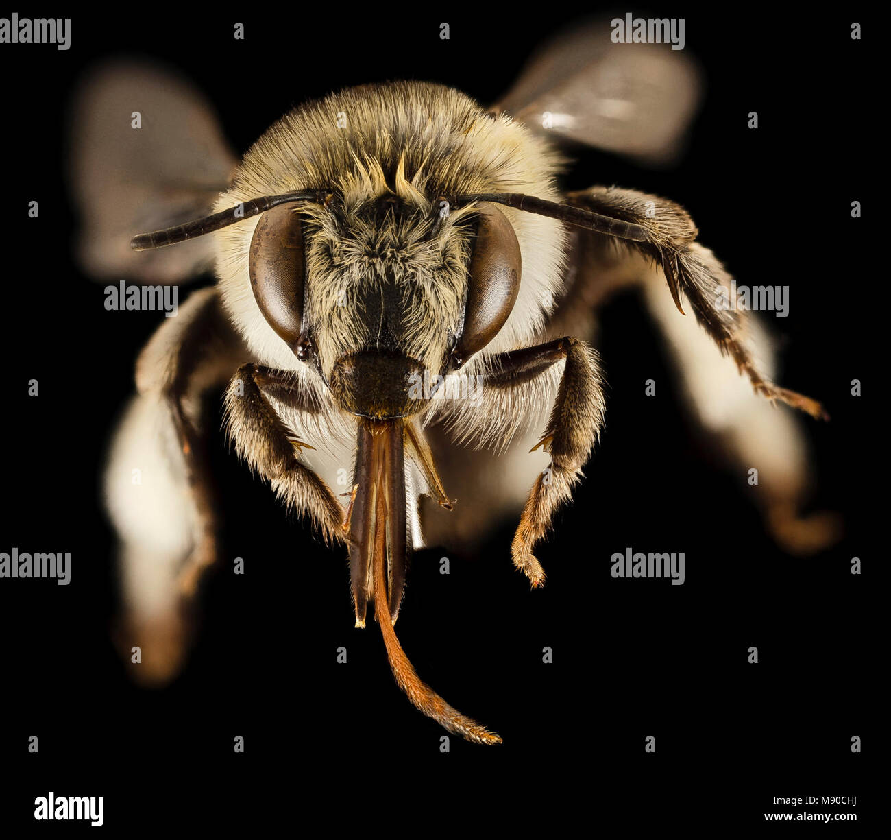 Anthophra dalmatica hi-res stock photography and images - Alamy