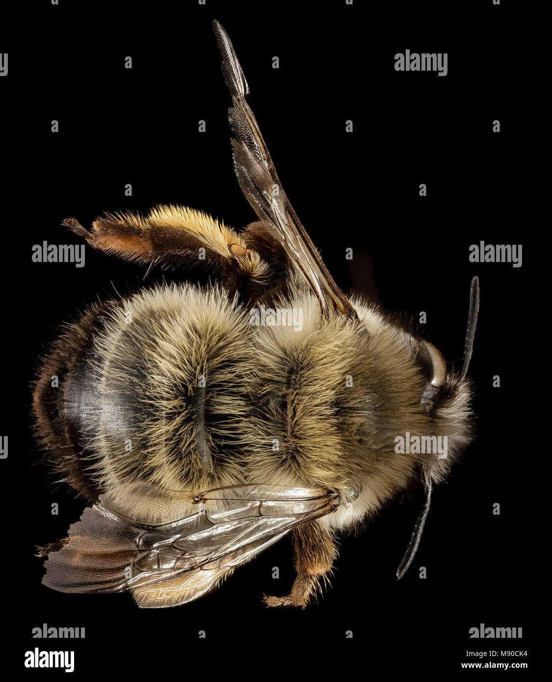 Anthophora rubricrus, F, Back, Greece, Aegean Islands Stock Photo - Alamy
