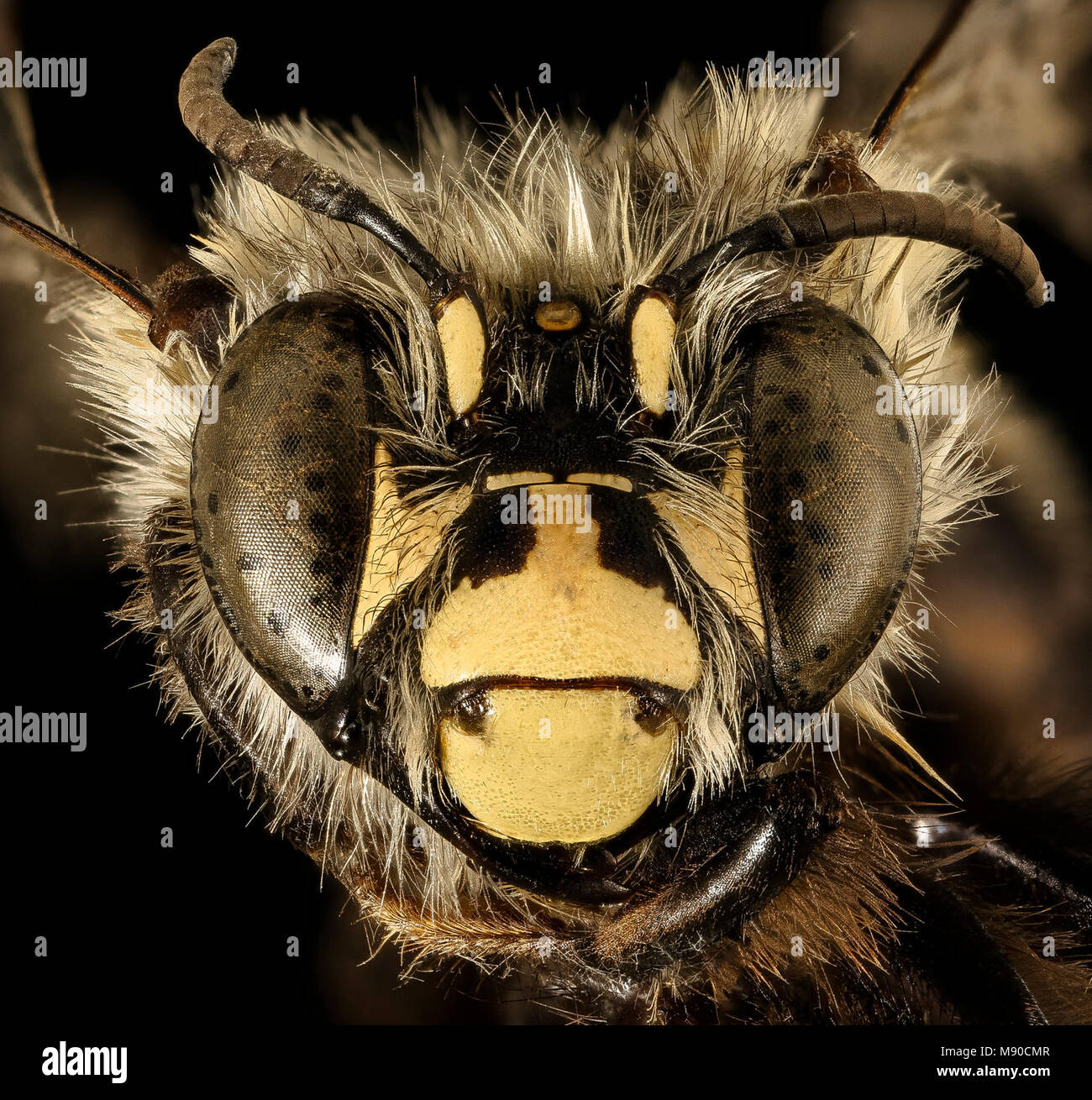 Binomial anthophora ursina hi-res stock photography and images - Alamy