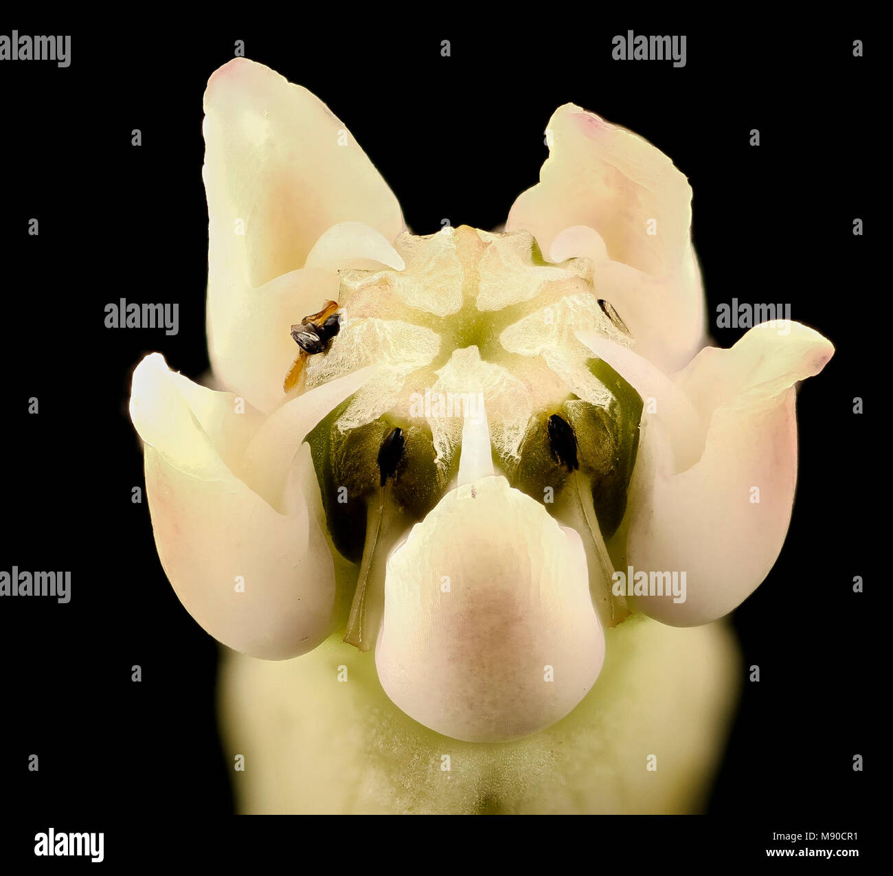 Milkweed plant with pollinators hi-res stock photography and images - Alamy