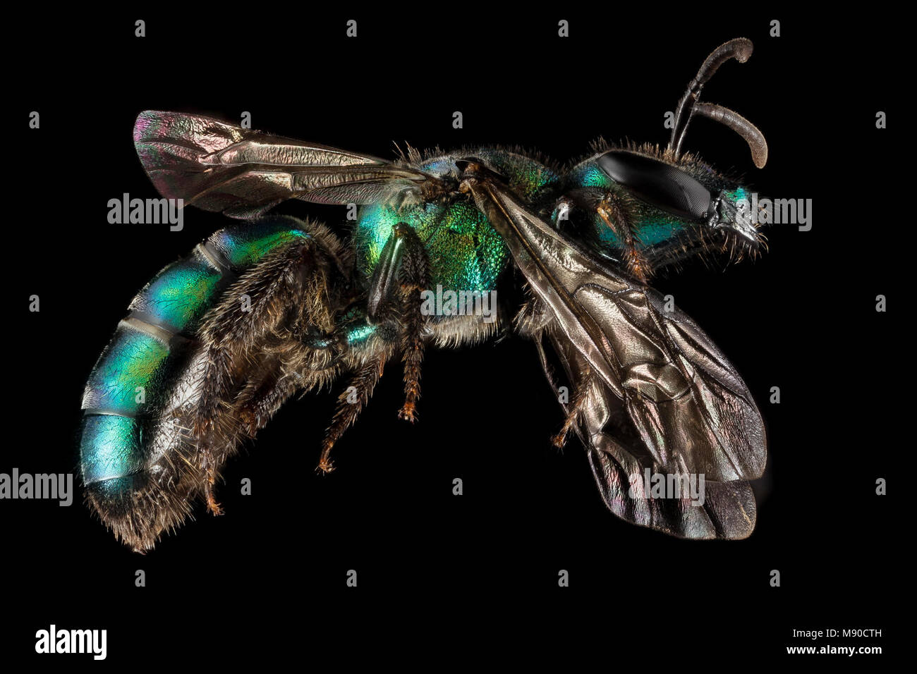 Augochlora hi-res stock photography and images - Alamy