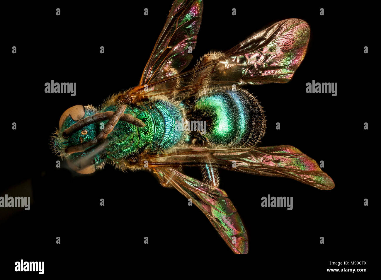 Augochlora pura, m, back, Hardy Co West Virginia Stock Photo - Alamy
