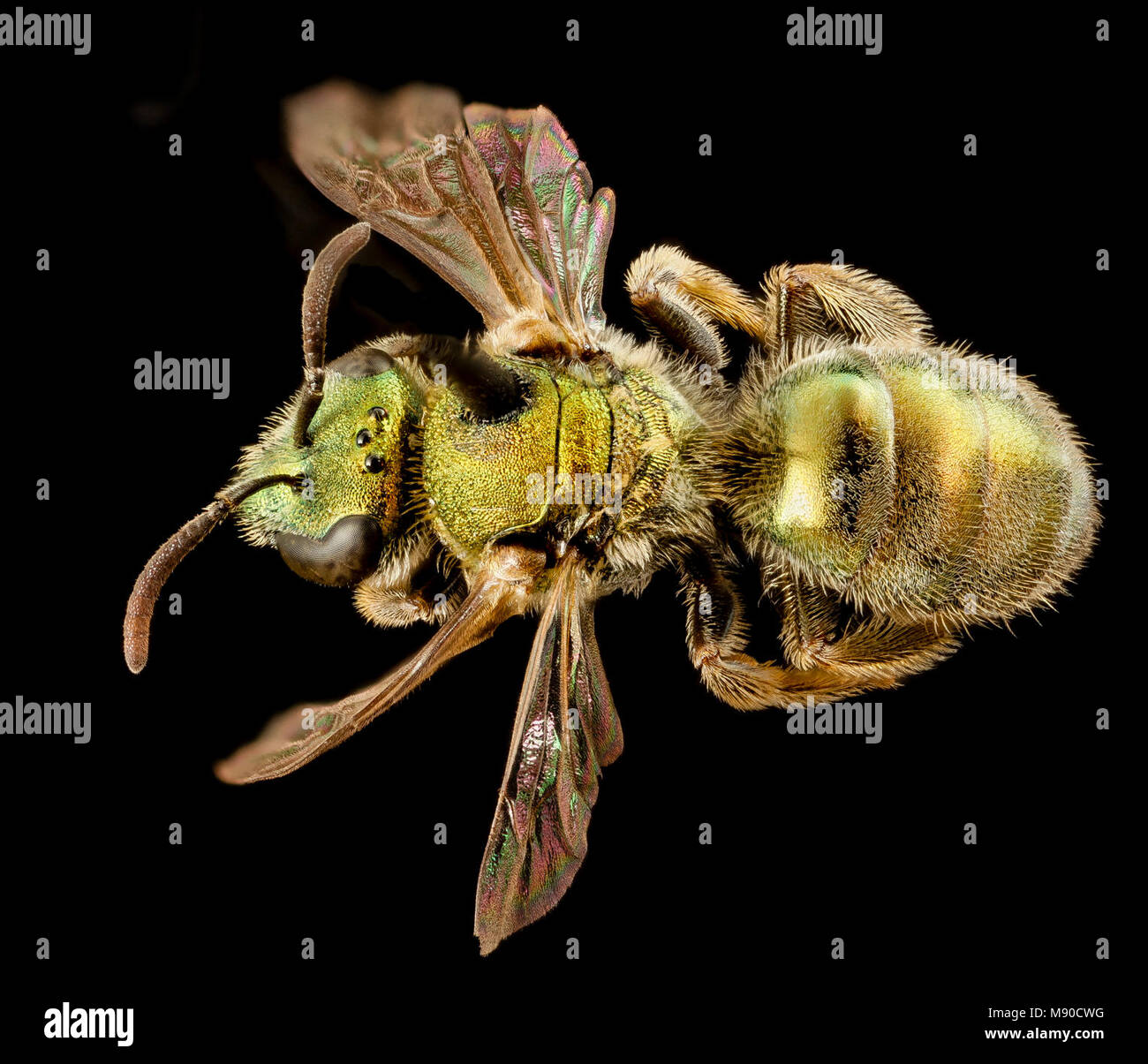 Bee. Augochlorella gratiosa, F, Back, raleigh, nc Stock Photo - Alamy