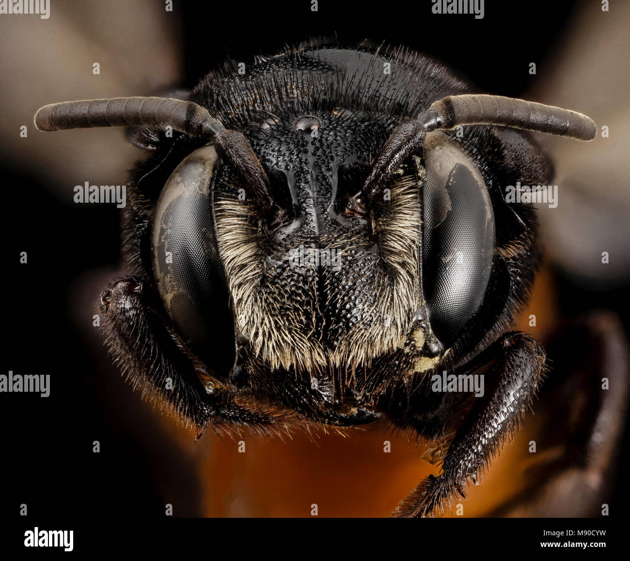 Bee. bee 19992, f, face, kenya Stock Photo - Alamy