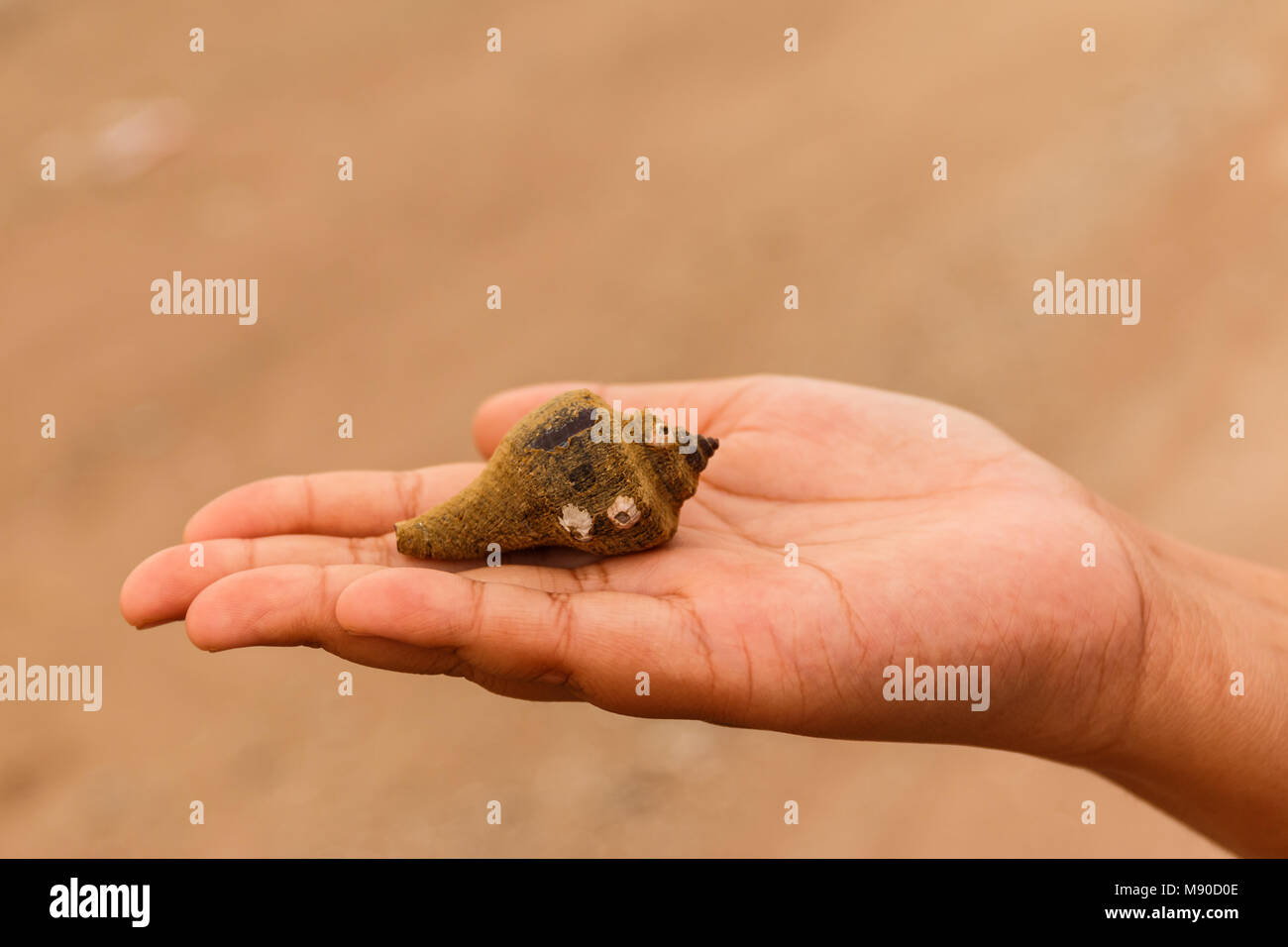 Close up hand holding conch shell hi-res stock photography and images ...