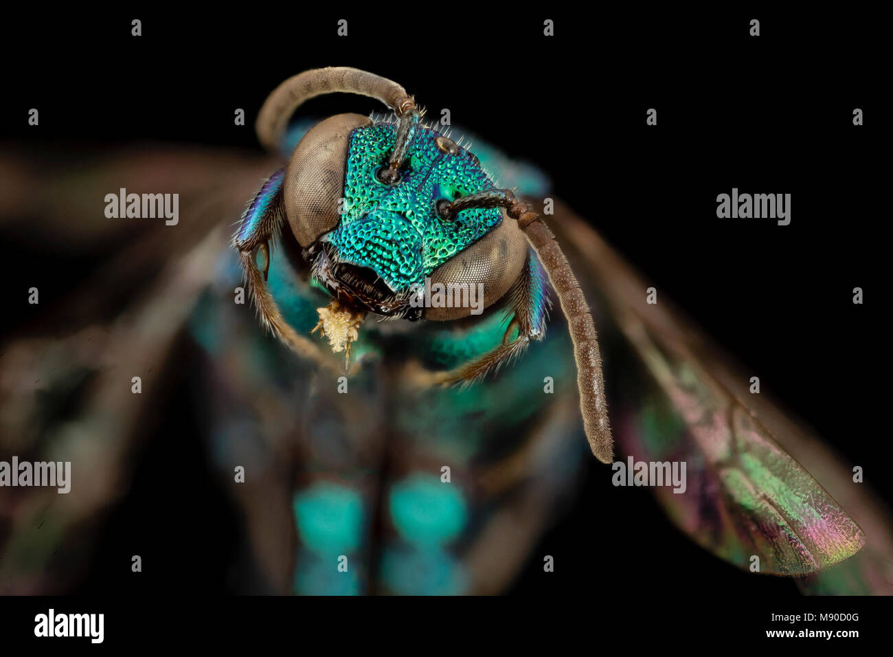 Geeen hi-res stock photography and images - Alamy