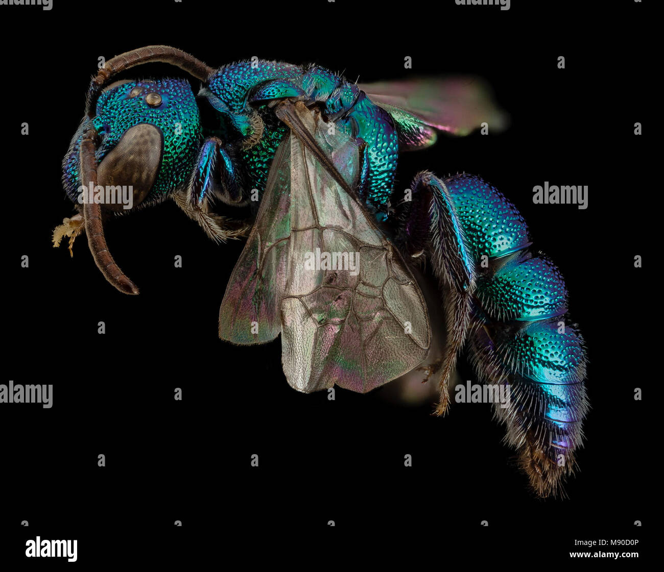 Bee. bee bright geeen, m, argentina, side Stock Photo - Alamy