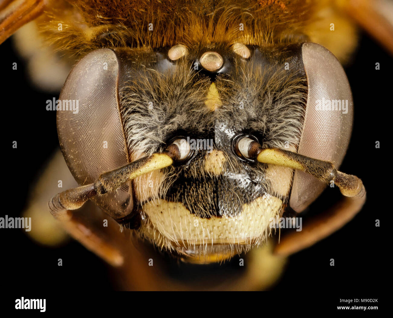 Bee. bee fur foot yellowspot, f, argentina, angle Stock Photo - Alamy