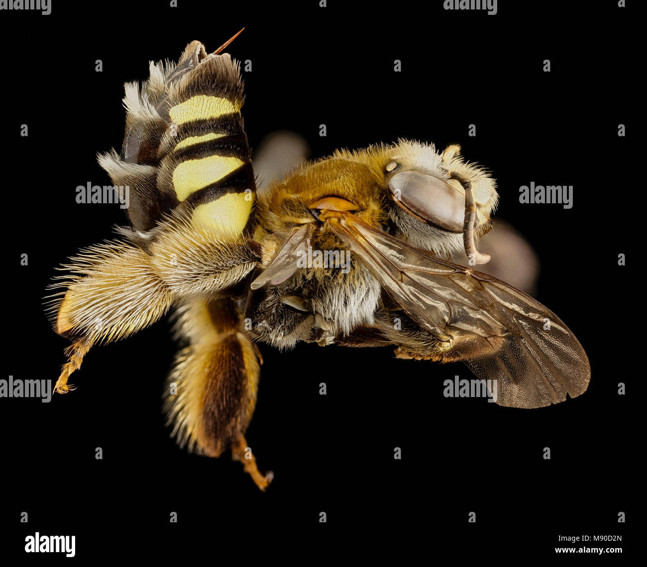 Bee. bee fur foot yellowspot, f, argentina, side Stock Photo - Alamy
