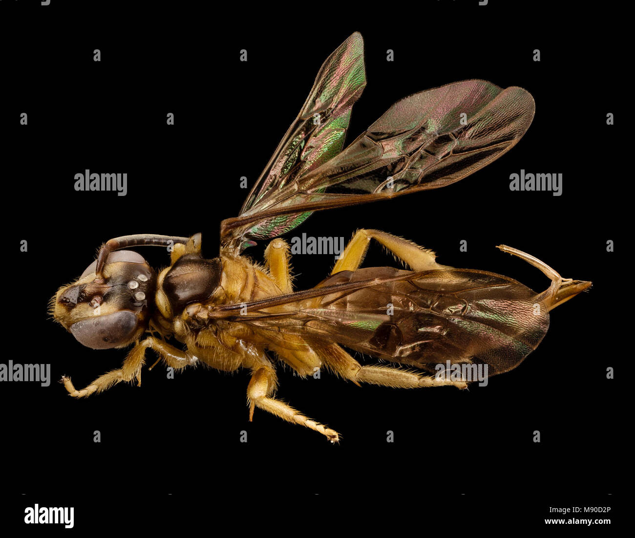 bee pale tan, f, colombia, angle Stock Photo - Alamy